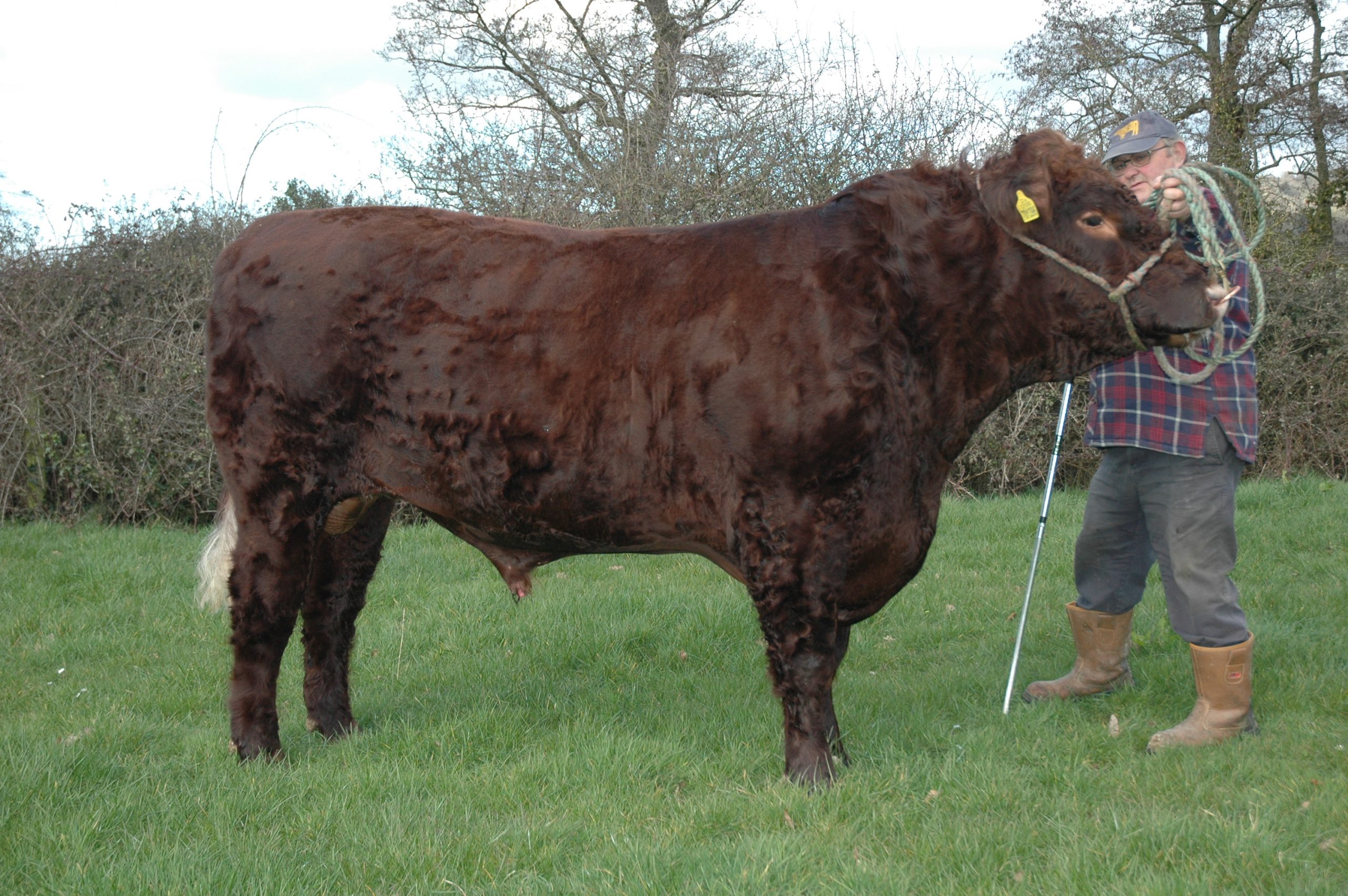 Shorthorn Interest Growth | Beef Shorthorns