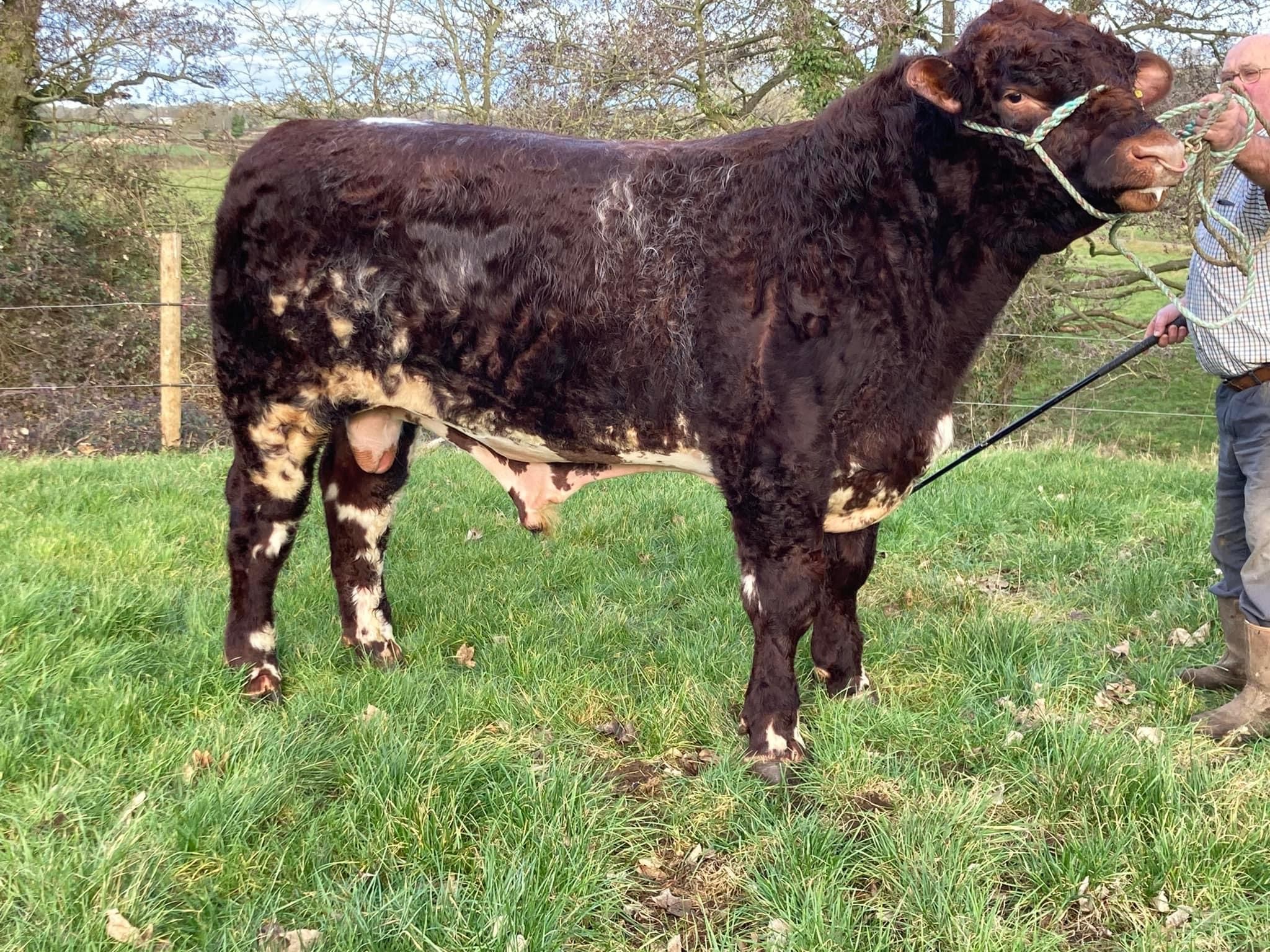 Rooster of Skaillhouse (P) | Stock Bulls | Shorthorns